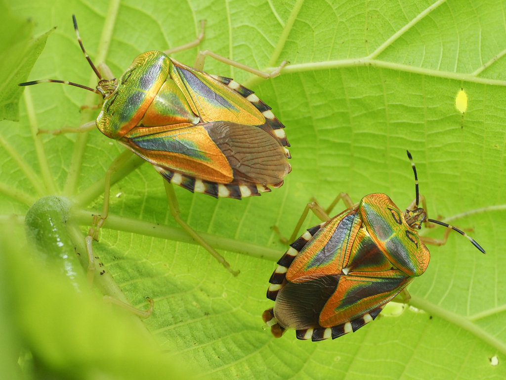 Mattiphus reflexus in May 2023 by Suzu Sato · iNaturalist