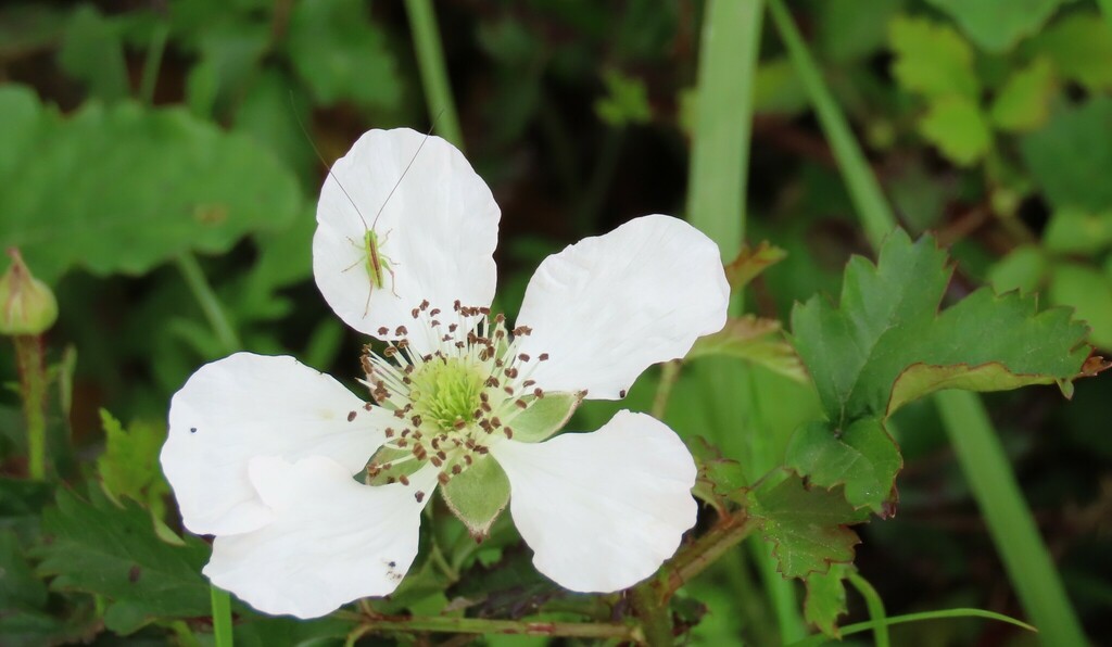 southern dewberry from Rosenberg, TX, USA on March 8, 2025 at 10:02 AM ...