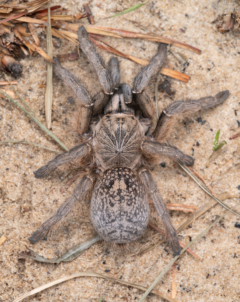 Horned Baboon Spiders from Cunde camp, Luchazes, Angola on November 8 ...