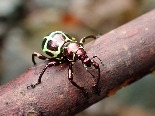 Pachyrhynchus gloriosus · iNaturalist