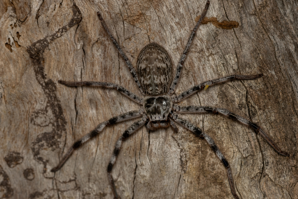 Northern Banded Huntsman from Basalt QLD 4820, Australia on March 6 ...