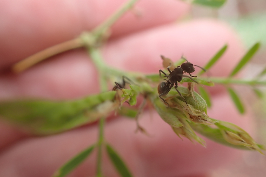 Spiny Ants from Darwin NT, Australia on March 9, 2025 at 03:50 PM by ...
