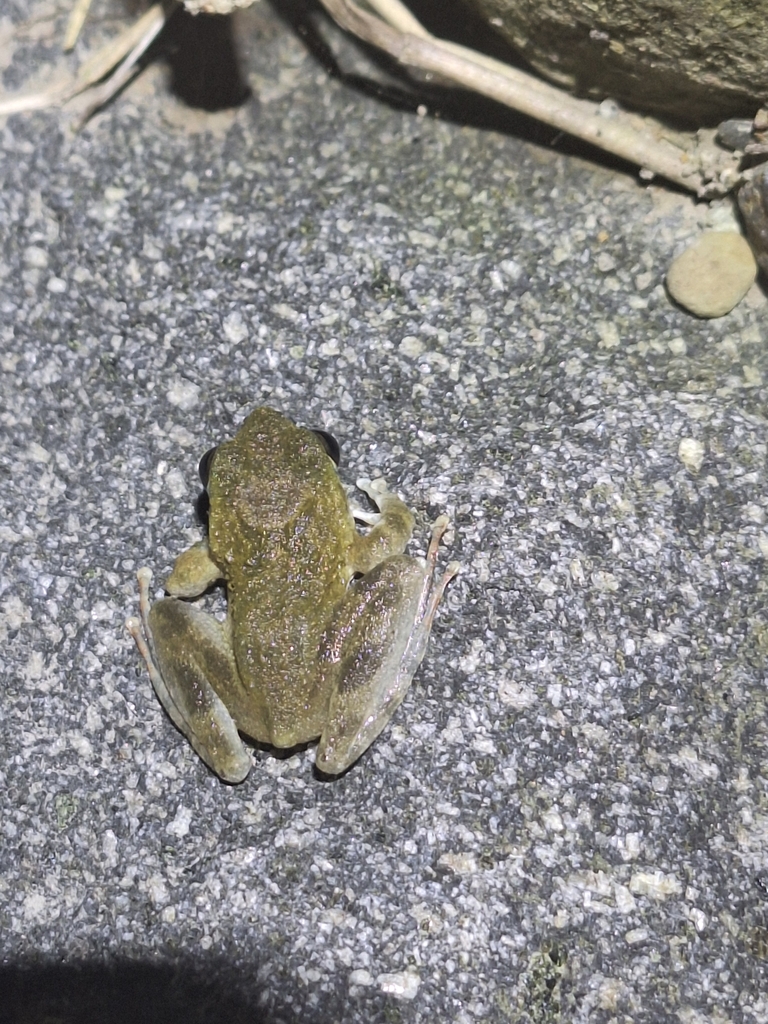 Ota's stream tree frog from 959, Taïwan, Taitung County, Donghe ...