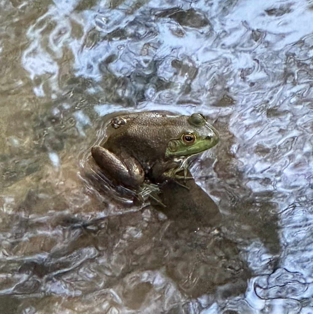 American Bullfrog from Nathanael Greene/ Close Memorial Park ...