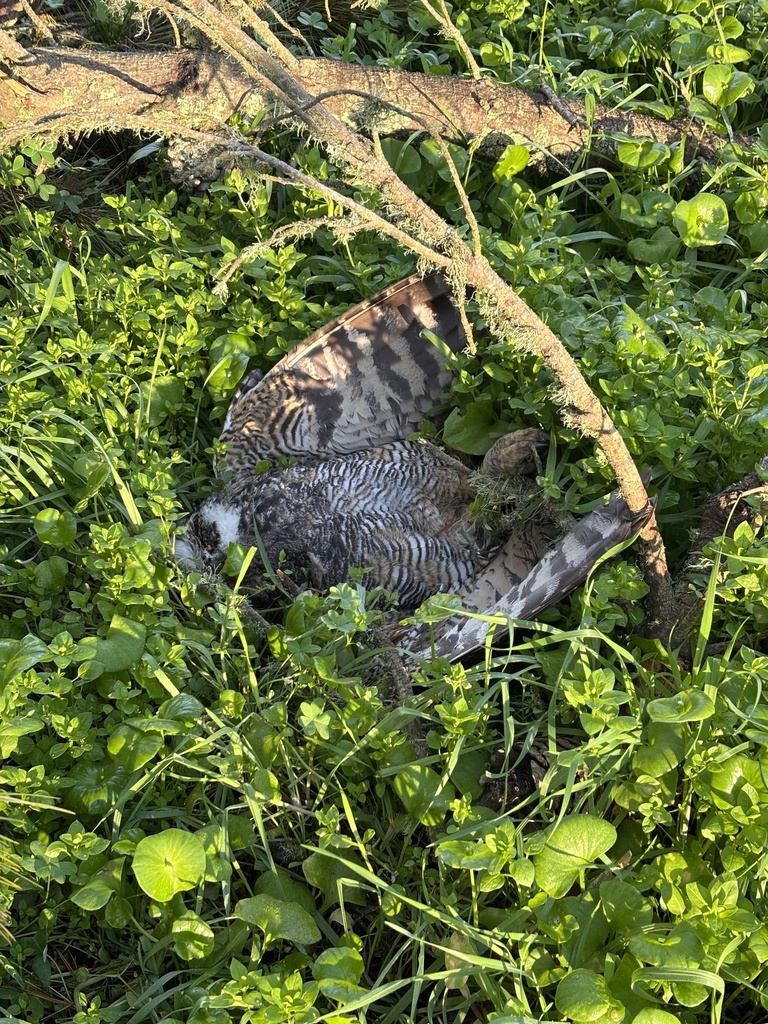 Great Horned Owl from McLaren Park, San Francisco, CA, US on March 9 ...