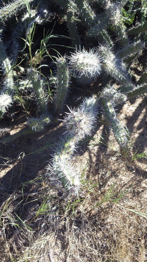 Octopus Cactus in February 2019 by Ricardo González · iNaturalist