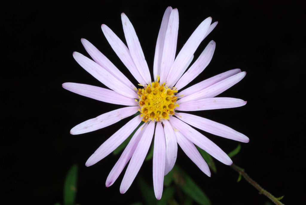 bog aster (Oclemena nemoralis) - Botanical Realm