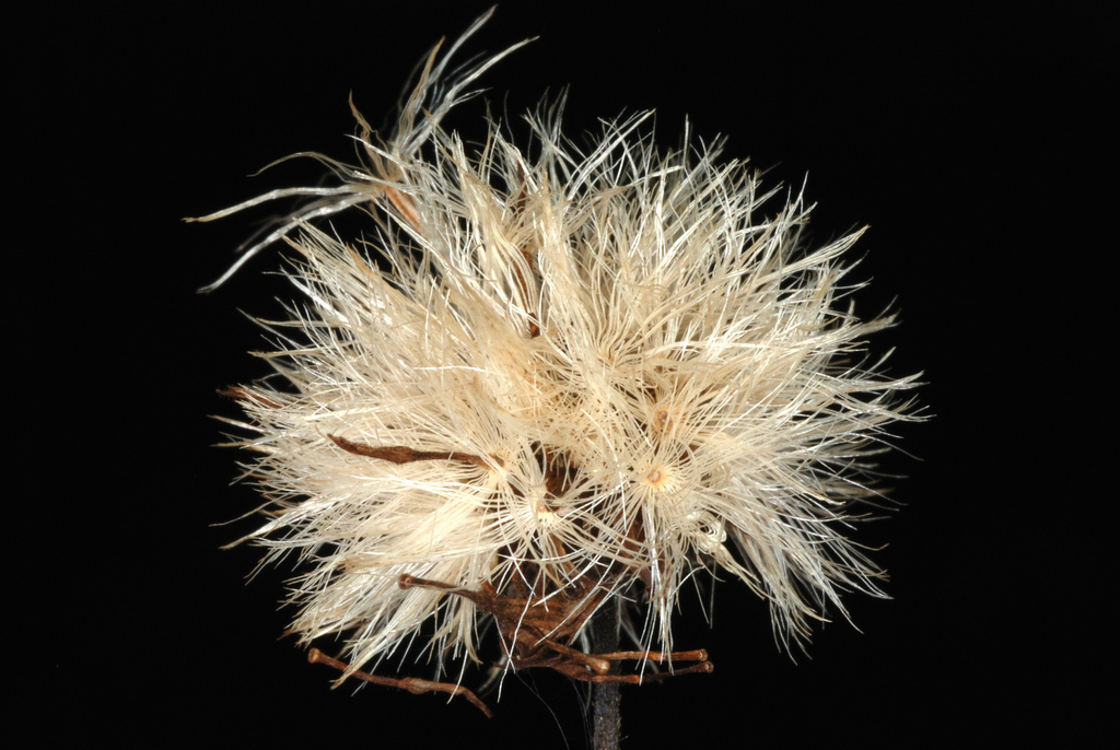 bog aster (Oclemena nemoralis) - Botanical Realm