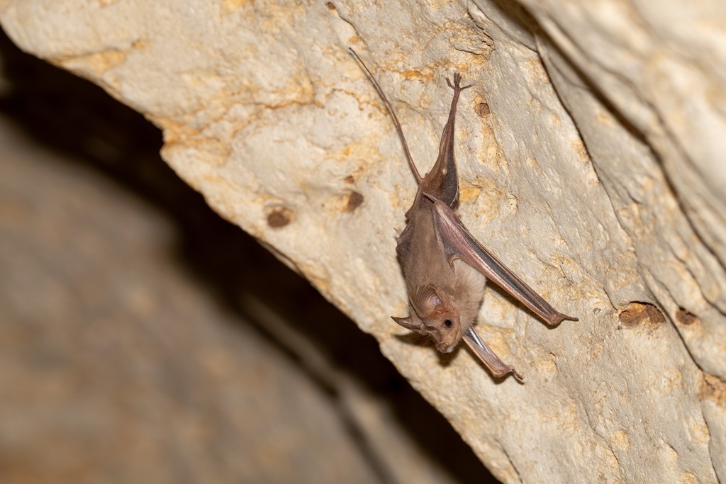 Mouse-tailed Bats from Errachidia, Marokko on February 10, 2025 at 12: ...