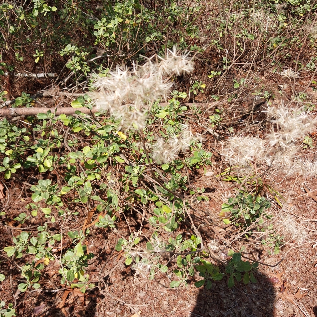 garberia from NEW PRT RCHY, FL 34654, USA on March 09, 2025 at 12:17 PM ...