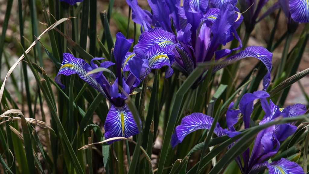 Iris loczyi from 中国青海省果洛藏族自治州玛沁县 on June 14, 2024 at 12:18 PM by ...