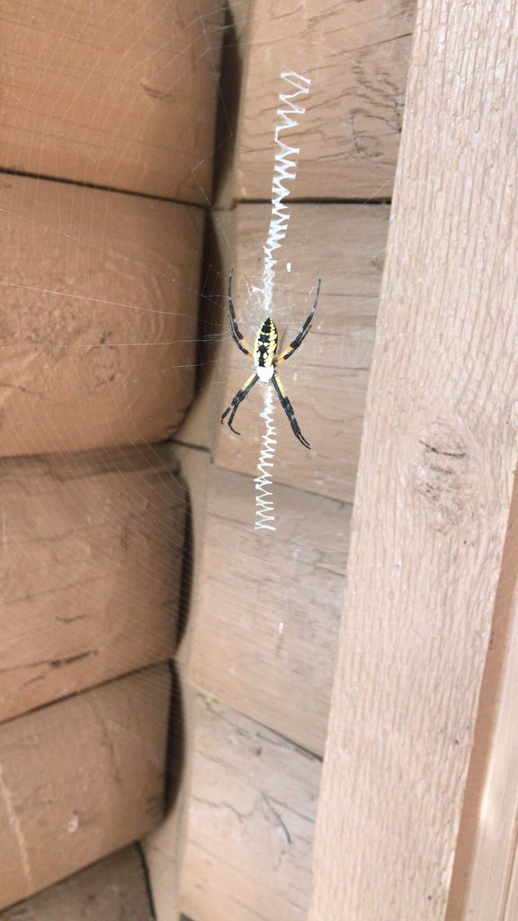 Yellow Garden Spider from Utica on August 8, 2019 by stewpadasso ...