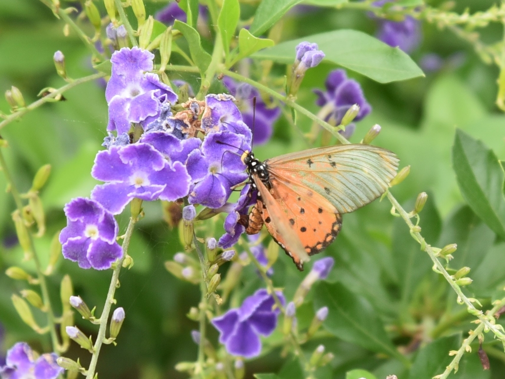 Wandering Donkey Acraea from Khomas Region, Namibia on March 7, 2025 at ...
