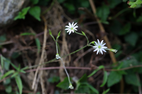 Stellaria patens · iNaturalist