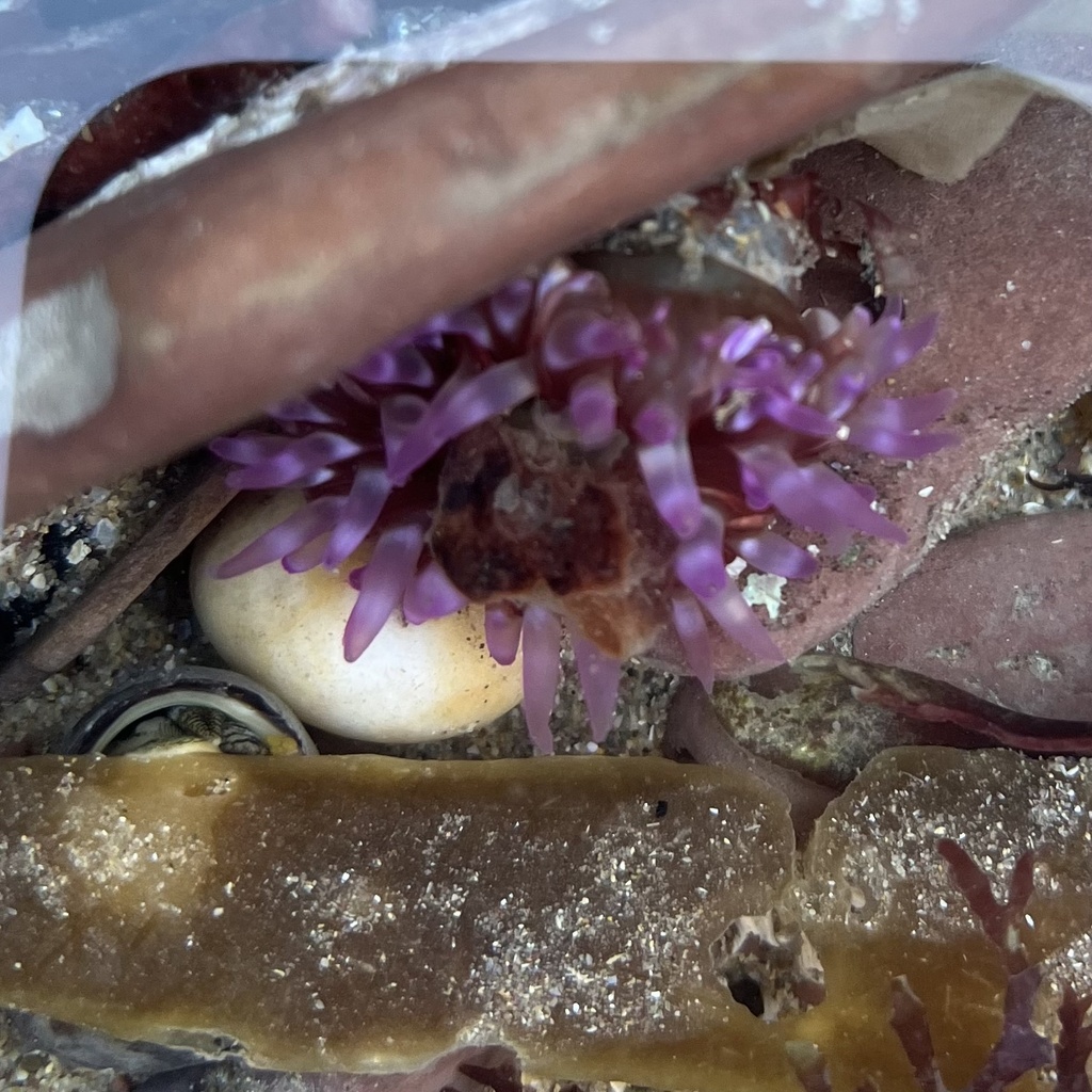 Gem Anemone from Manorbier Bay, Tenby, Wales, GB on 02 March, 2025 at ...