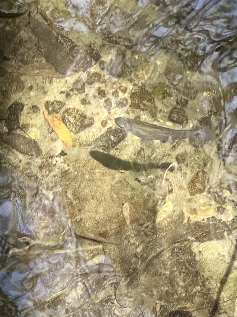 Spottail Killifish from Rio Akumal, San Pedro Garza García, N.L., MX on March 9, 2025 at 12:18 ...