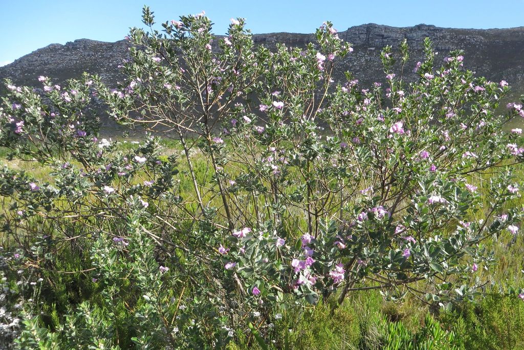 Water blossom pea (Podalyria calyptrata) - Botanical Realm