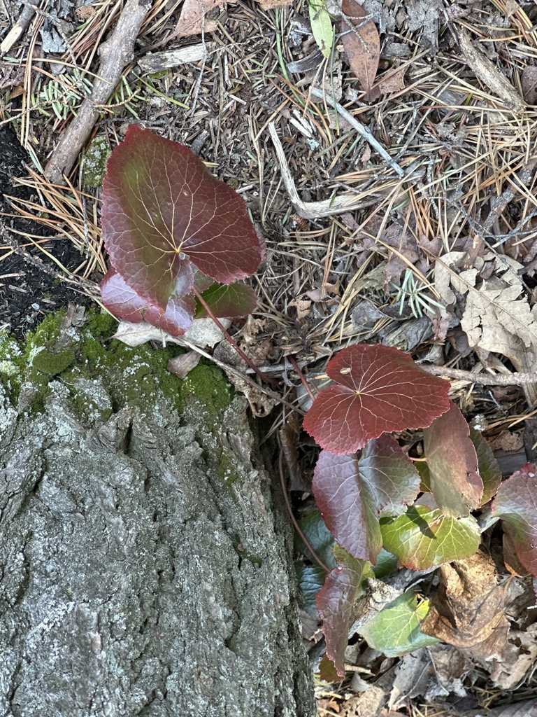 galax from Hanging Rock State Park, Westfield, NC, US on February 25 ...