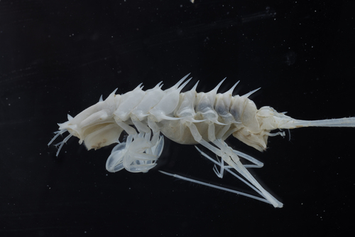 Familia Munnopsidae · iNaturalist Mexico