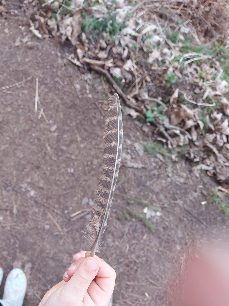 Ring-necked Pheasant from Primary School, Soudley, Cinderford GL14 2UA ...