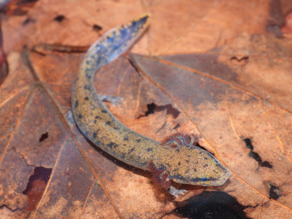 Neuse River Waterdog in February 2025 by Yinan Li. If you think you are ...