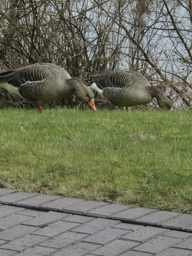 Greylag Goose from York YO41 1LZ, UK on March 7, 2025 at 01:32 PM by ...