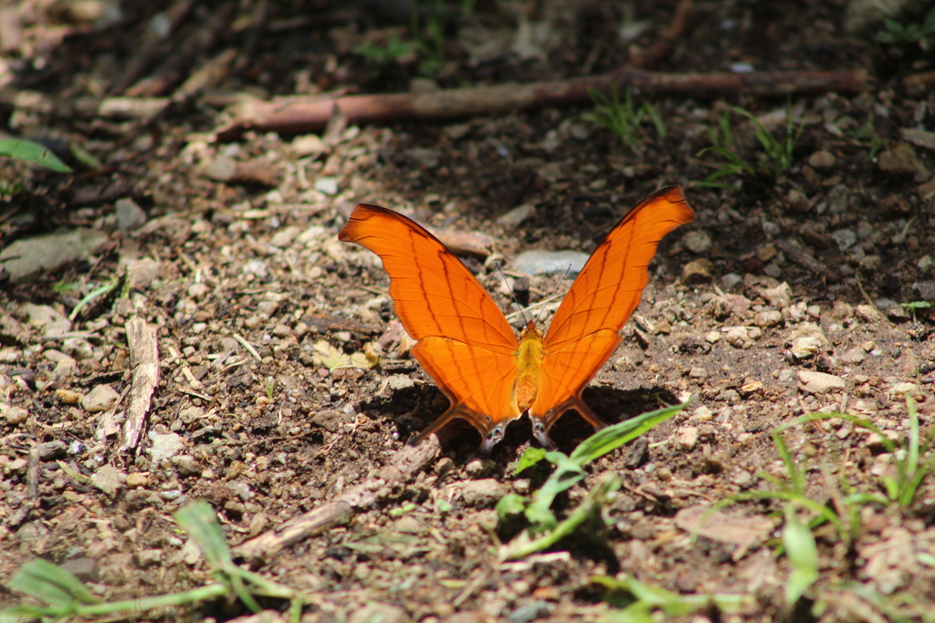 Ruddy Daggerwing from Ameca, Jal., México on August 6, 2019 at 03:14 PM ...
