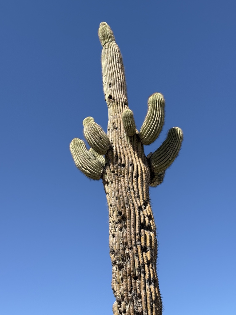 saguaro from I-10 E, Maricopa, AZ, US on March 9, 2025 at 11:05 AM by ...