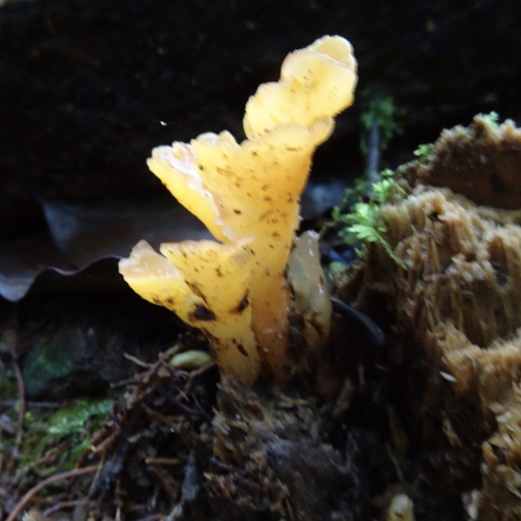 Fan-shaped Jelly Fungus from Colo-I-Suva Park Road, , Fiji, FJ on ...
