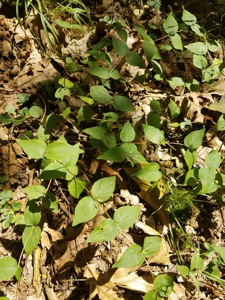 common dittany from 6, MD, USA on August 08, 2019 at 11:04 AM by ...