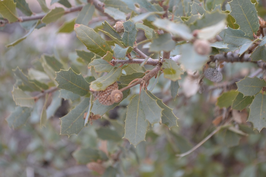 Sonoran scrub oak from Clark County, NV, USA on March 5, 2025 at 04:52 ...