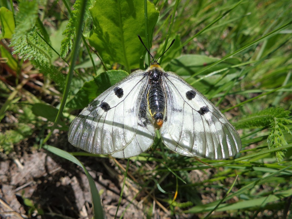 Clouded Apollo from Октябрьский р-н, Иваново, Ивановская обл., Россия ...