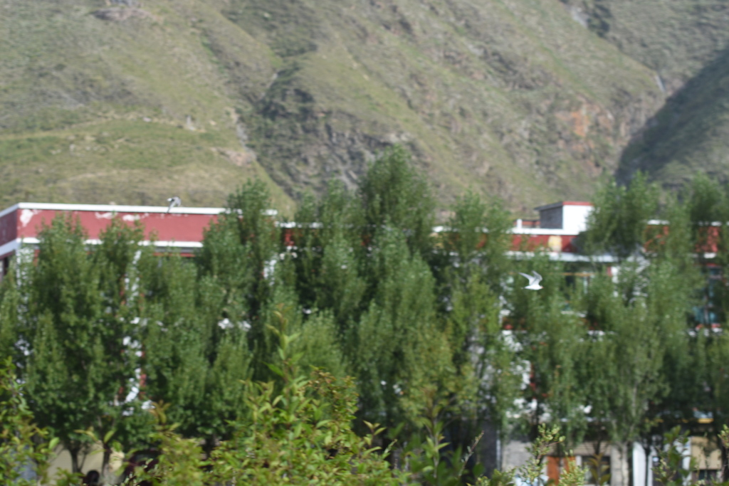 Common Tern in August 2024 by Charles · iNaturalist