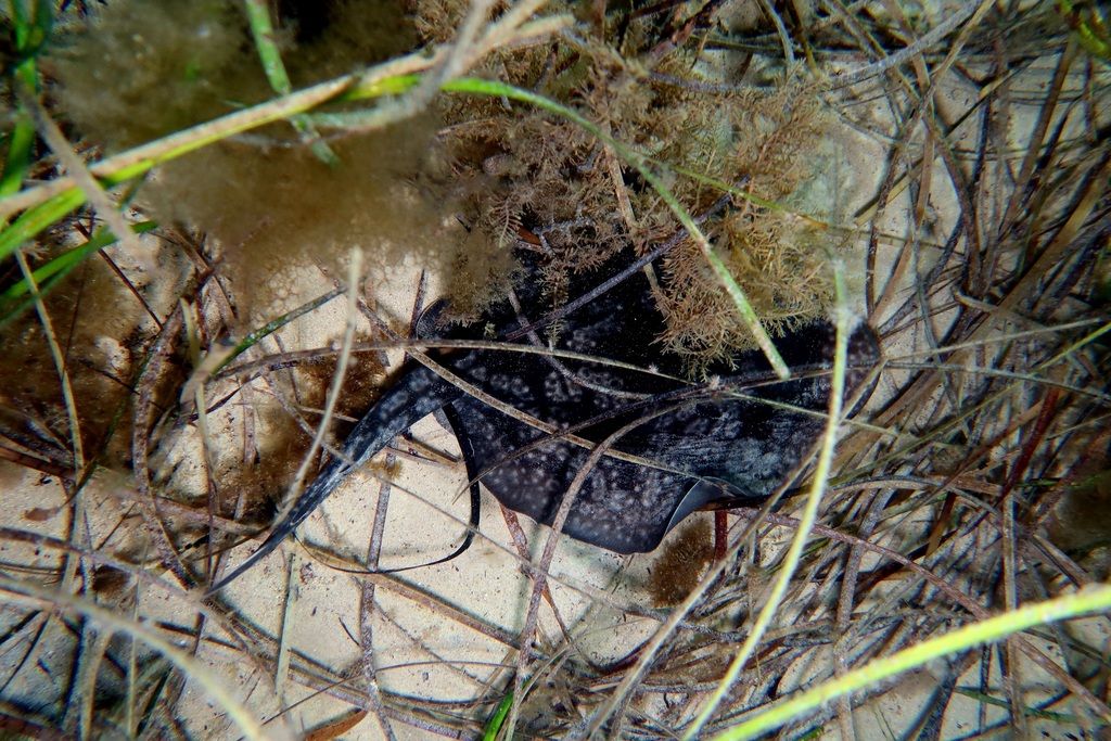 Spotted Stingaree from Second Valley jetty on March 9, 2025 at 09:00 PM ...