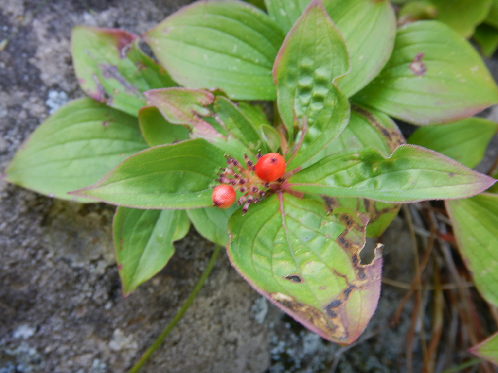 Canadian bunchberry from Keweenaw County, MI, USA on July 31, 2019 at ...