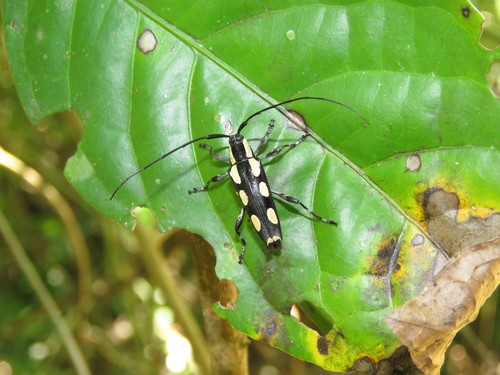 Colobothea cassandra · iNaturalist