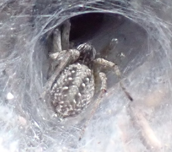 Funnel-web Wolf Spiders from Belvidere Plantation, Garden Route ...