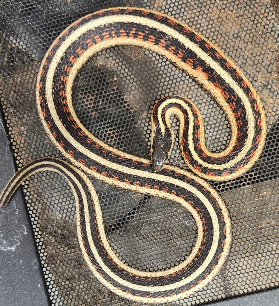 Red-sided Garter Snake from Mitchell, SD 57301, USA on March 9, 2025 at ...