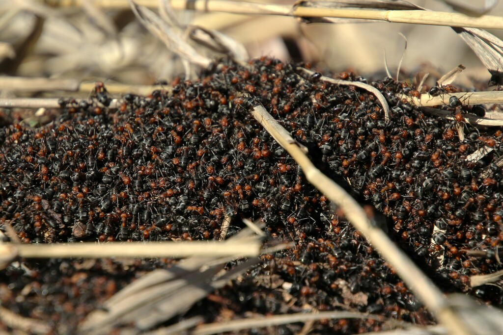 Western Thatching Ant from Klickitat County, WA, USA on March 07, 2025 ...