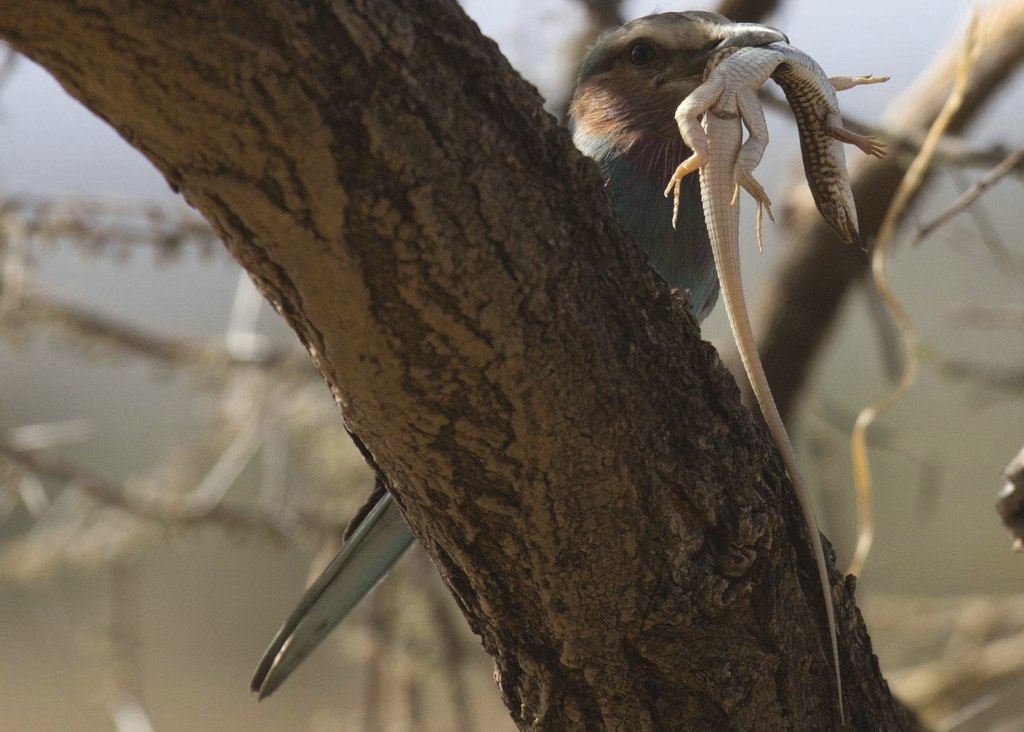 Latastia longicaudata lanzai from Waso, Kenya on July 19, 2019 at 11:36 ...
