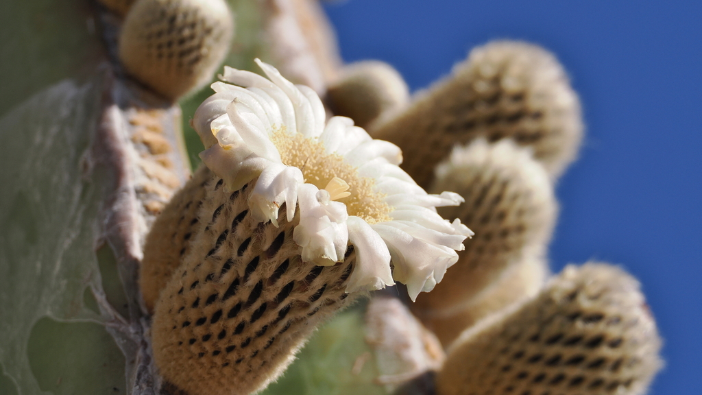 Cardón desde San Quintín, B.C., Mexico el 09 de marzo de 2025 a las 11: ...