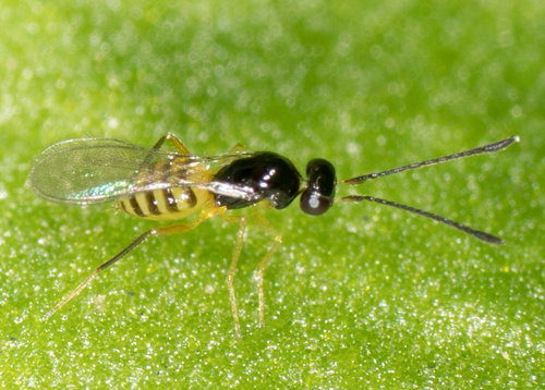 (Gonatocerus)