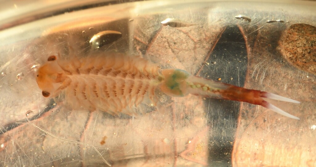 Springtime Fairy Shrimp from Powhatan County, VA, USA on March 8, 2025 ...