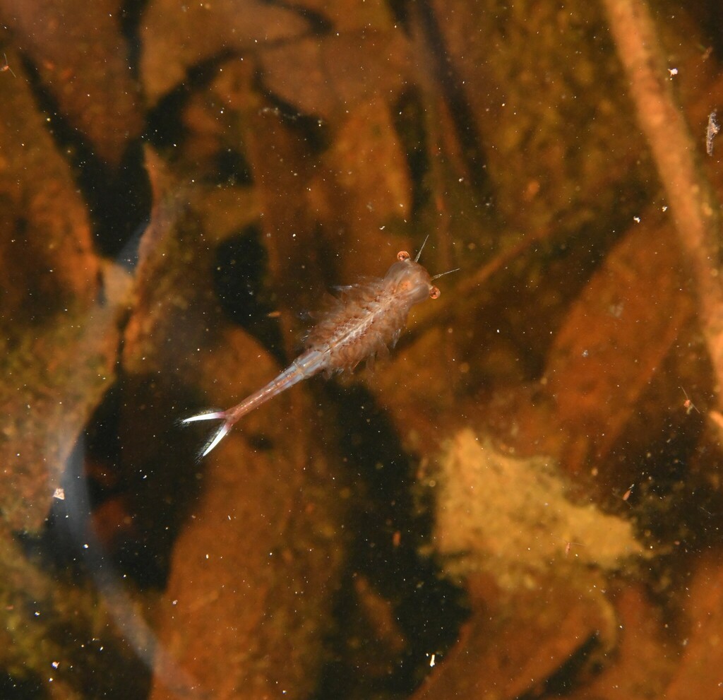 Springtime Fairy Shrimp from Powhatan County, VA, USA on March 8, 2025 ...