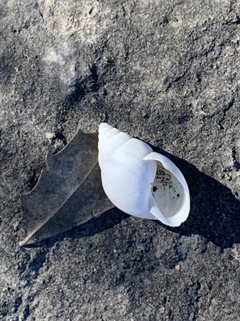 Prairie Rabdotus from Panther Springs Park, San Antonio, TX, US on ...