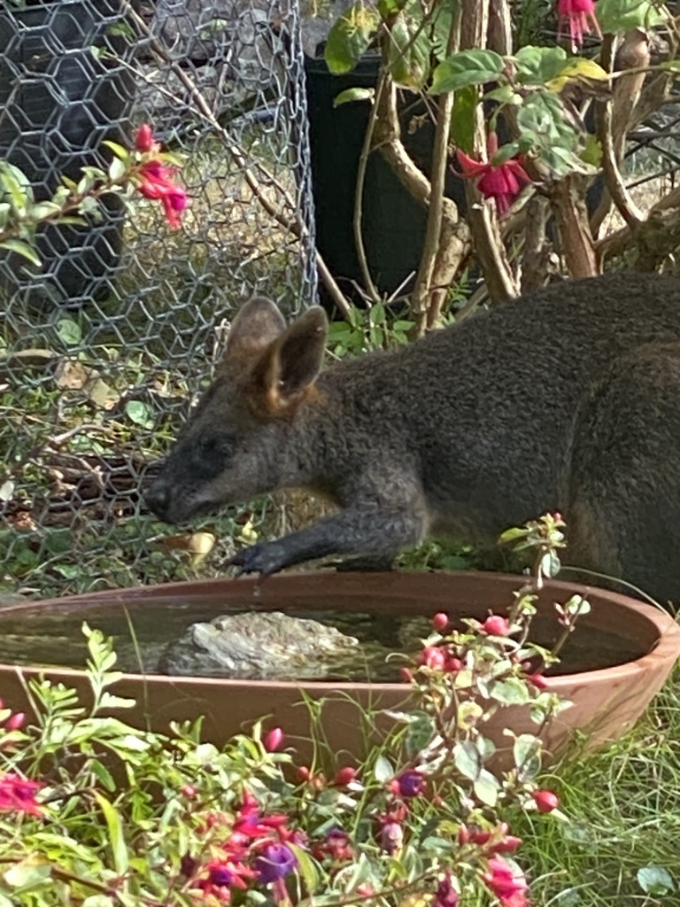 Swamp Wallaby from Fish Creek-Foster Rd, Foster, VIC, AU on March 10 ...