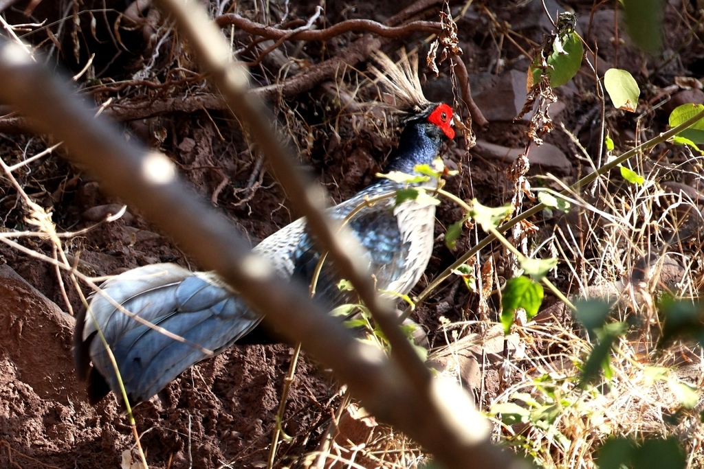 Kalij Pheasant from Chakki Mod Road, Himachal Pradesh, India on ...