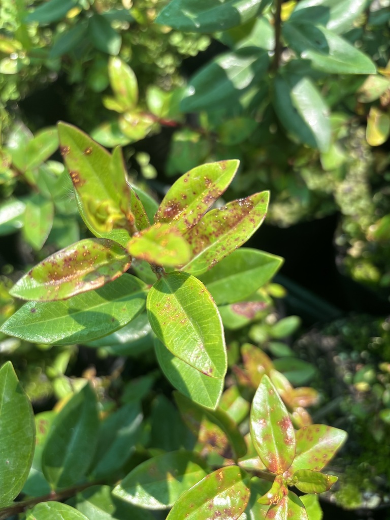 Myrtle Rust from 1824 Pataua North Road on March 7, 2025 by helentahi ...