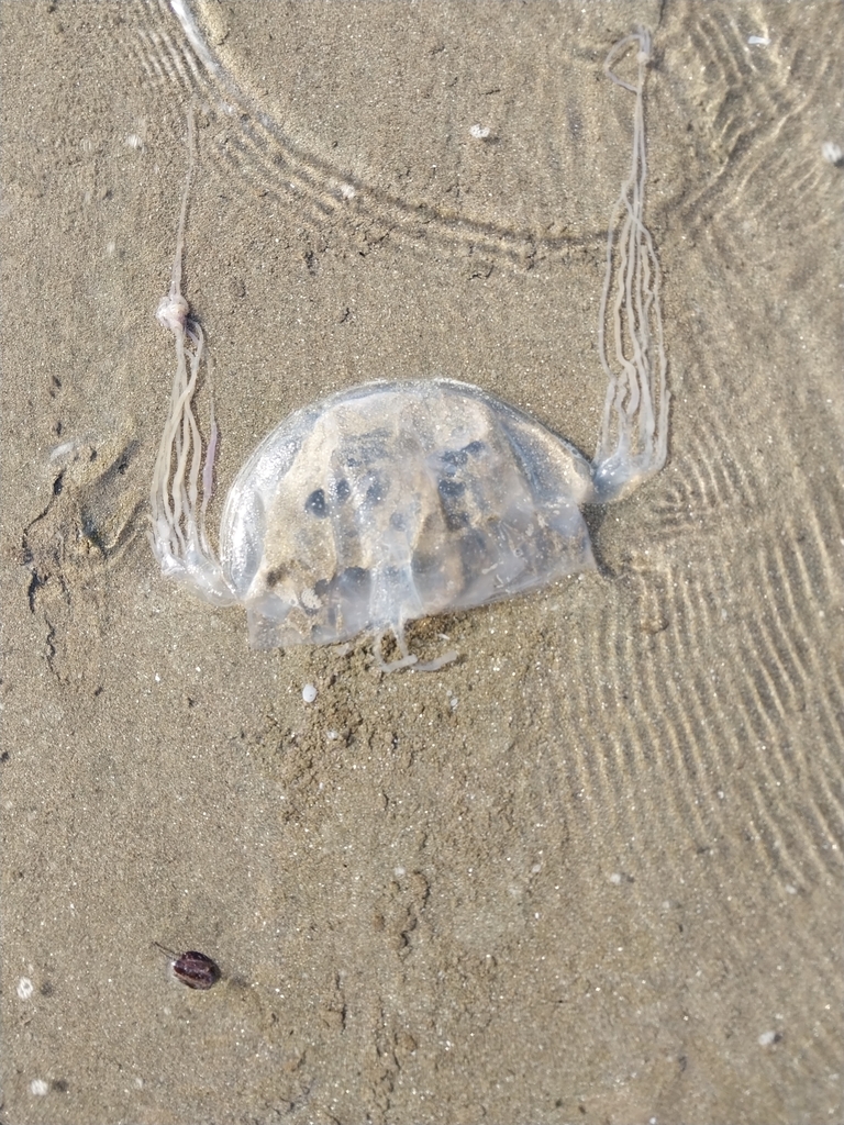 Chirodropida from Whitsundays QLD, Australia on March 10, 2025 at 07:51 ...