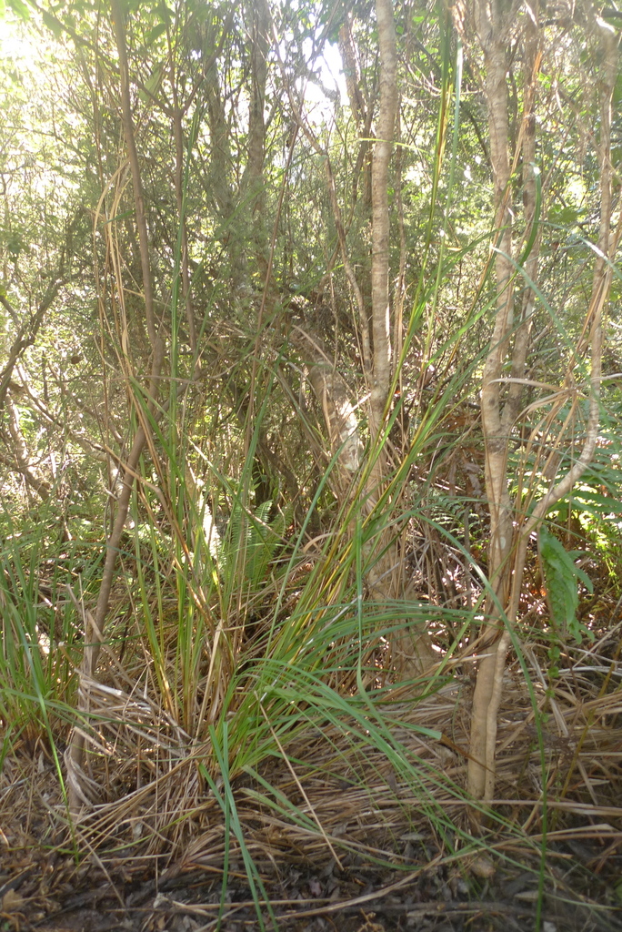Giant cutty grass from Stokes Valley, loop above northern end of ...
